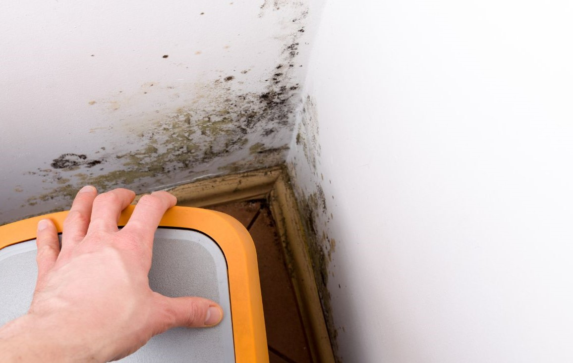 Fungal Investigation – Services ecoPlus